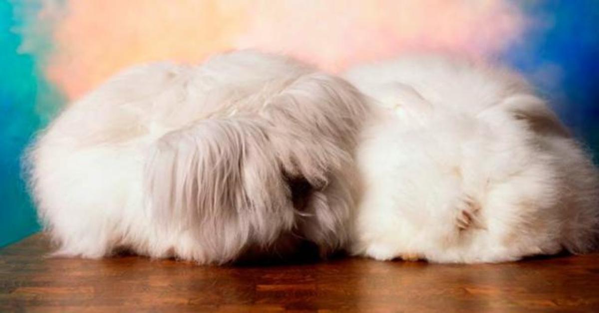 Cómo cuidar a un conejo de angora