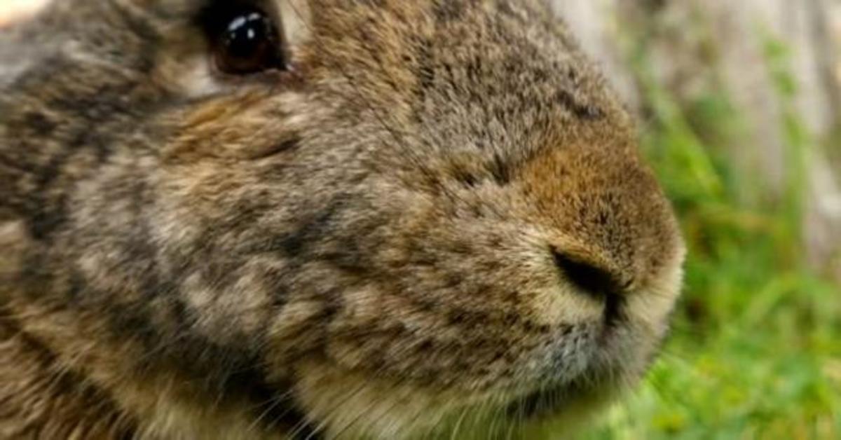 Cómo entender a mi conejo