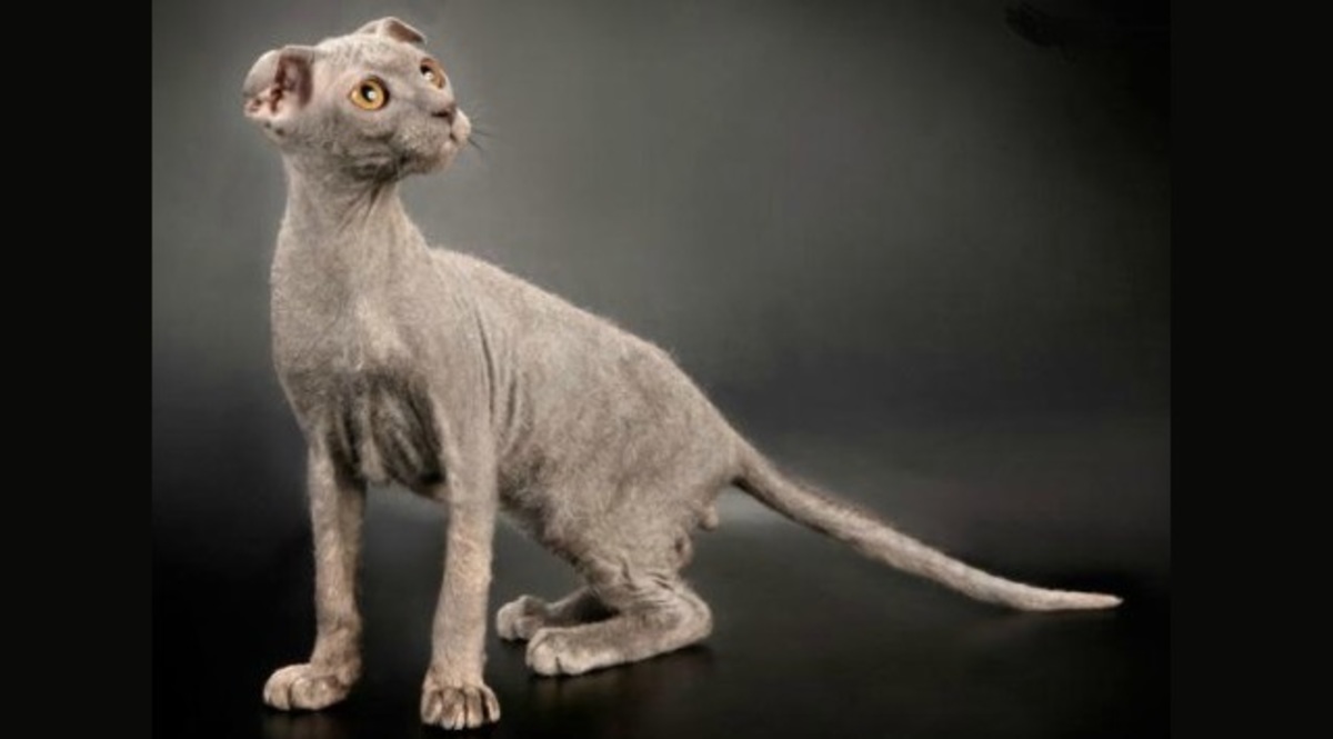 Razas de gato sin pelo: cuáles y cómo son - QueHowto.com