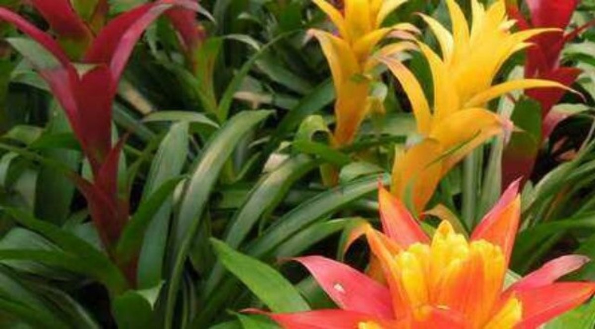 10 plantas de interior con flor para poder escoger fácilmente