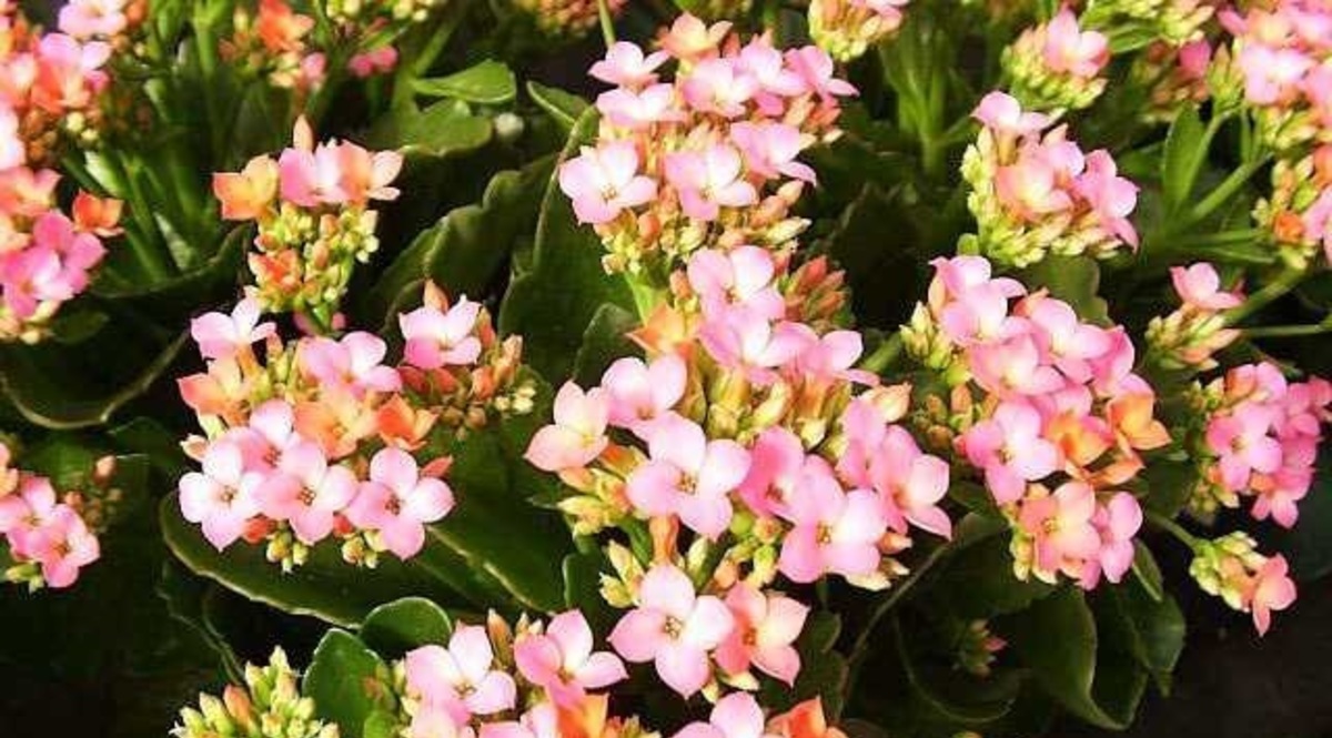 10 plantas de interior con flor para poder escoger fácilmente
