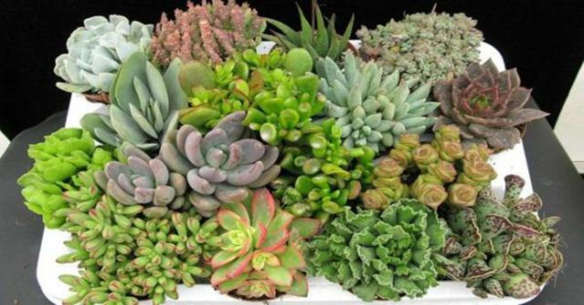 Plantas Crasas Cuidados