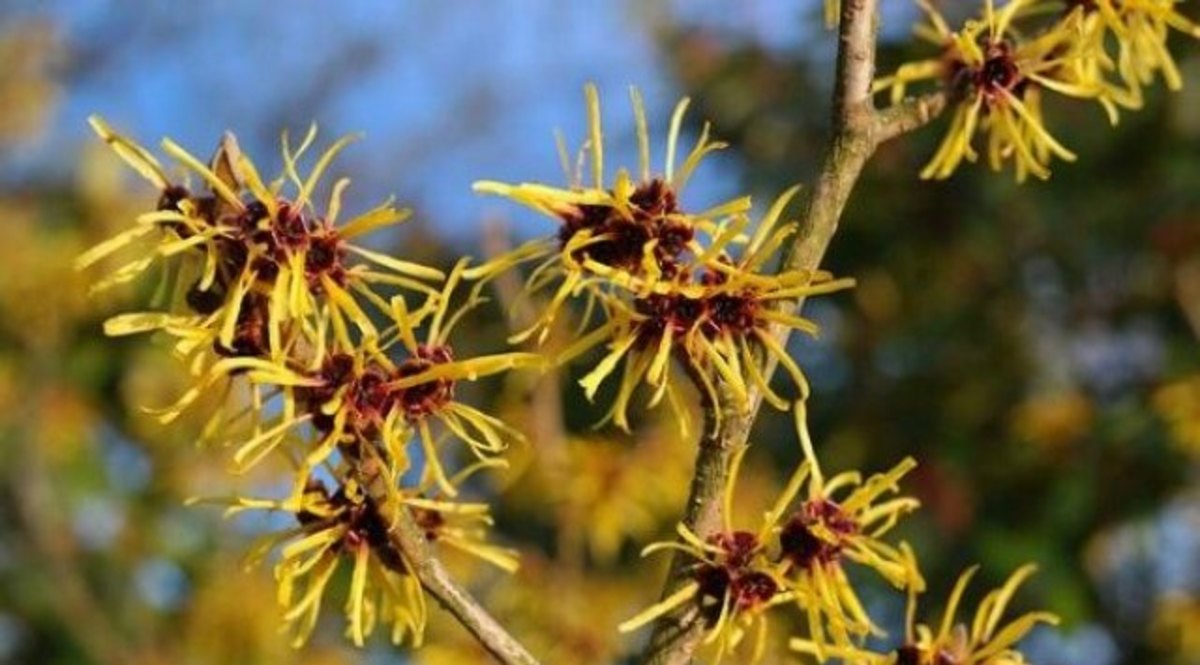 Cómo hacer agua de hamamelis en muy sencillos pasos