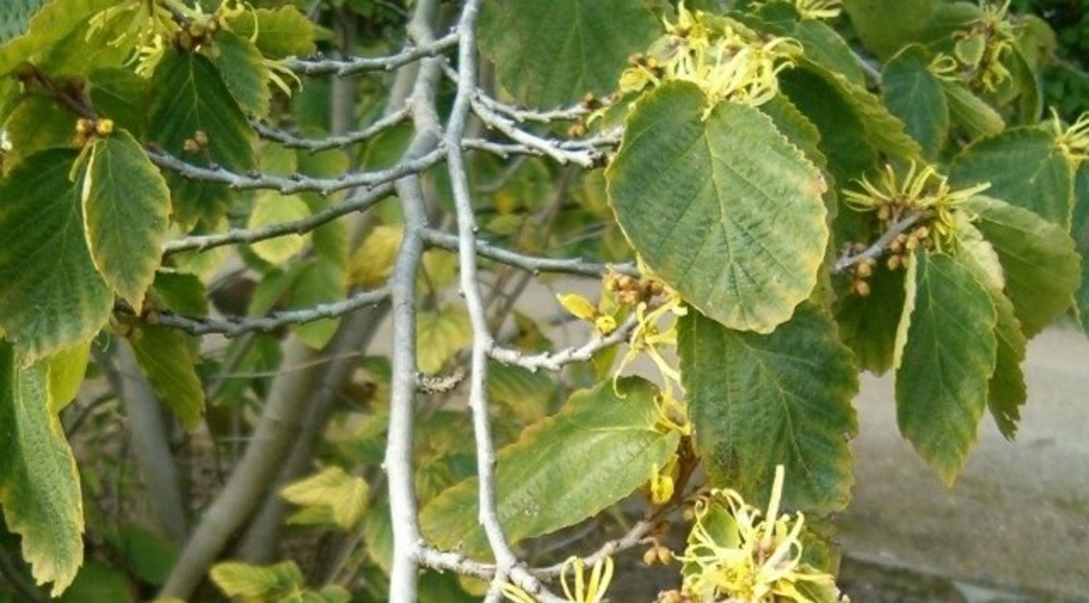 Cómo hacer agua de hamamelis en muy sencillos pasos